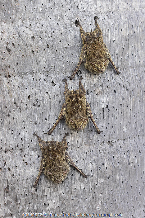Stock photo of Proboscis Bat (Rhynchonycteris naso) group roosting ...
