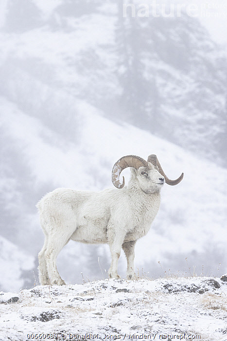 Stock photo of Dall's Sheep (Ovis dalli) ram in snow, Kluane National ...