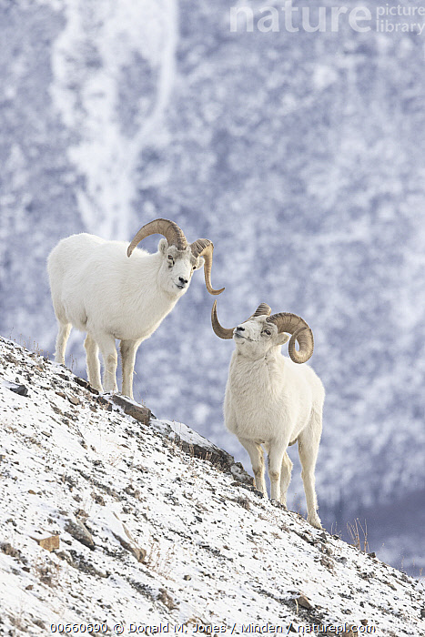 Stock photo of Dall's Sheep (Ovis dalli) rams in snow, Kluane National ...