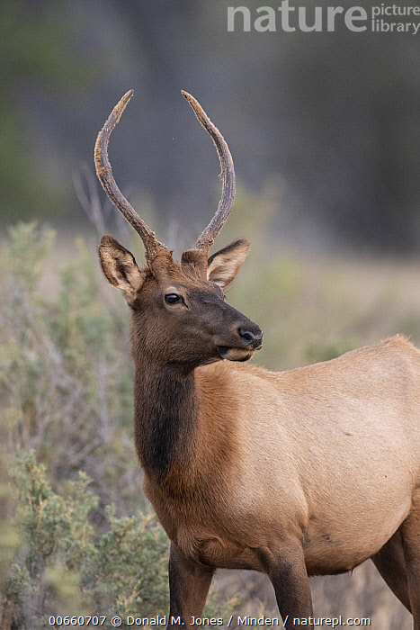 Stock photo of Elk (Cervus elaphus) yearling bull called a 'spike elk ...