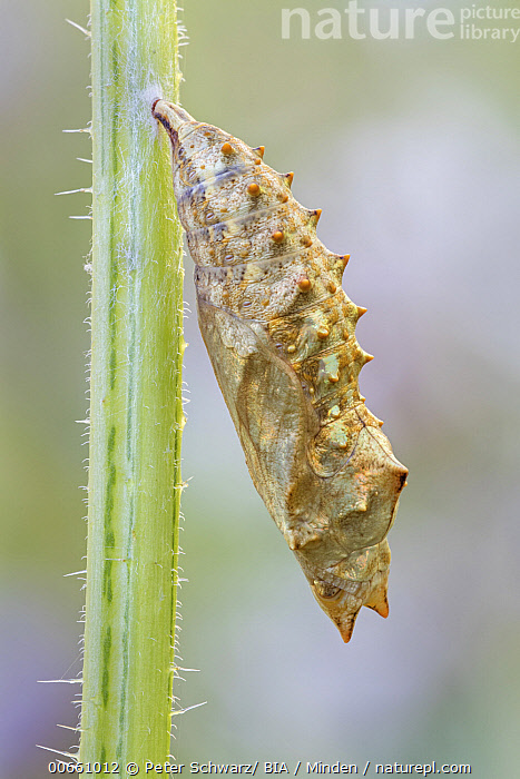 Stock photo of Peacock Butterfly (Inachis io) pupa on Great Starthistle ...