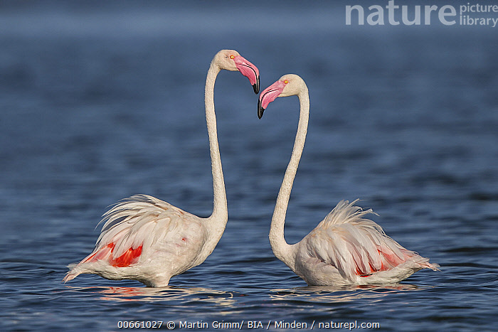 Stock photo of European Flamingo (Phoenicopterus roseus) pair, Sardinia ...