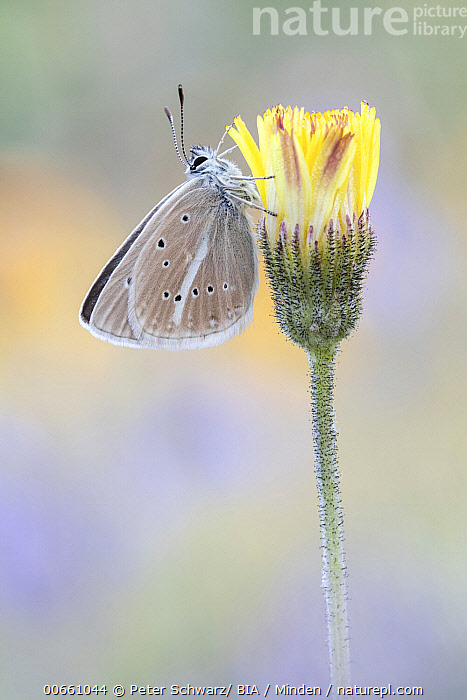 Stock photo of Damon Blue (Agrodiaetus damon) butterfly, Valais ...