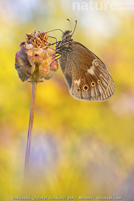 Stock photo of Common Ringlet (Coenonympha tullia) butterfly, Bavaria ...