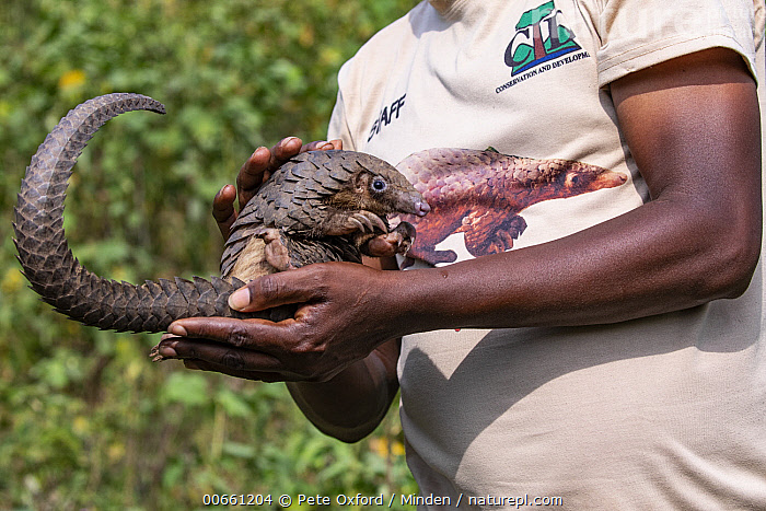 Stock photo of Tree Pangolin (Manis tricuspis) captive bred individual ...