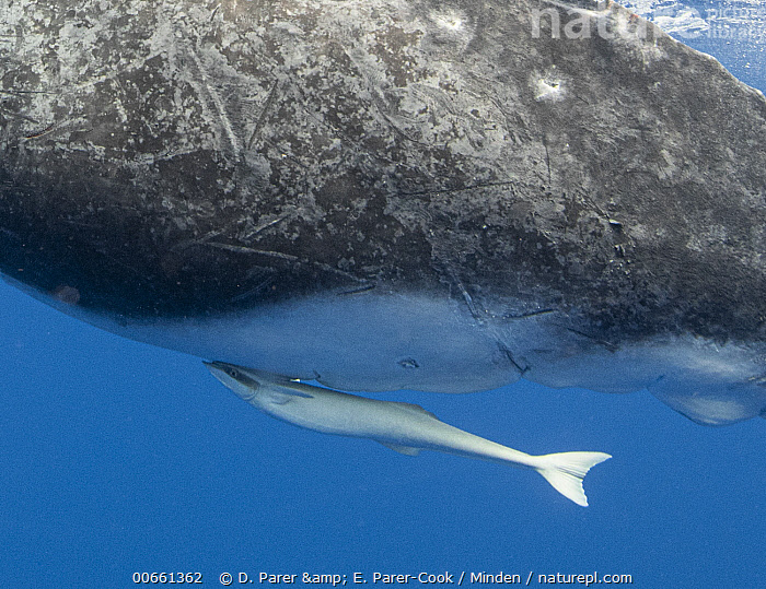Stock photo of Humpback Whale (Megaptera novaeangliae) calf with Remora ...