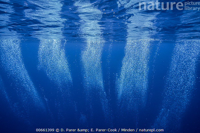 Stock photo of Humpback Whale (Megaptera novaeangliae) bubbles during ...