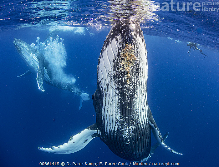 Stock photo of Humpback Whale (Megaptera novaeangliae) male chasing ...