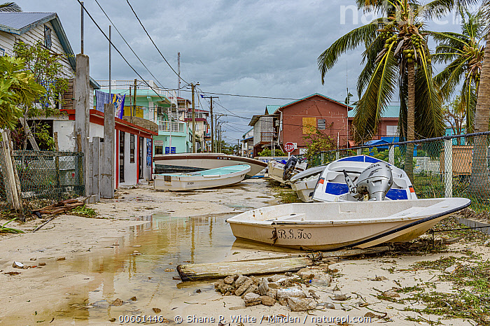 Stock photo of Hurricane destroyed town, Caye Caulker, Belize ...