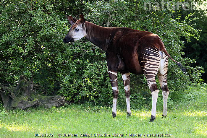 Okapi Pictures Amp Amp Wallpapers Okapi Animal HD Wallpapers | Pxfuel