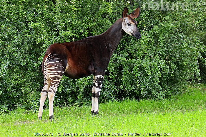 Stock photo of Okapi (Okapia johnstoni), native to Africa. Available ...