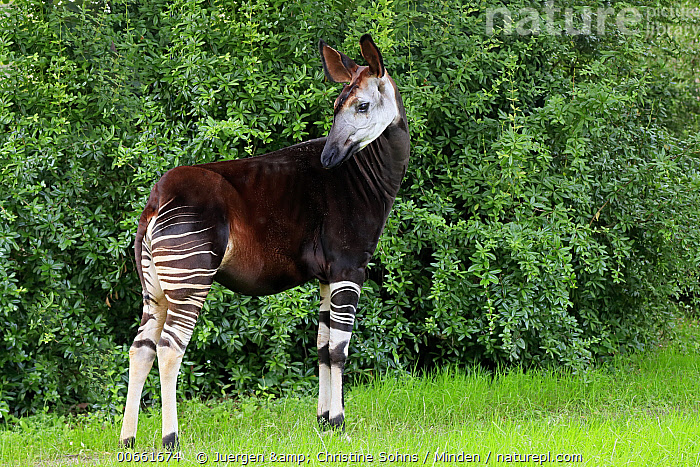 Stock photo of Okapi (Okapia johnstoni), native to Africa. Available ...