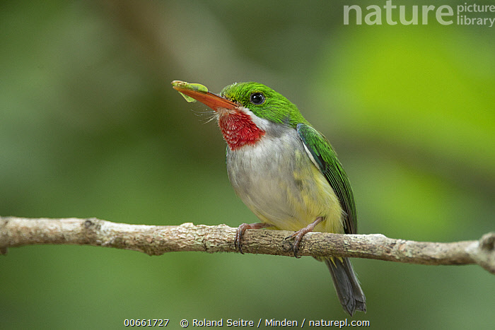Stock photo of Puerto Rican Tody (Todus mexicanus), Utuado, Puerto Rico ...