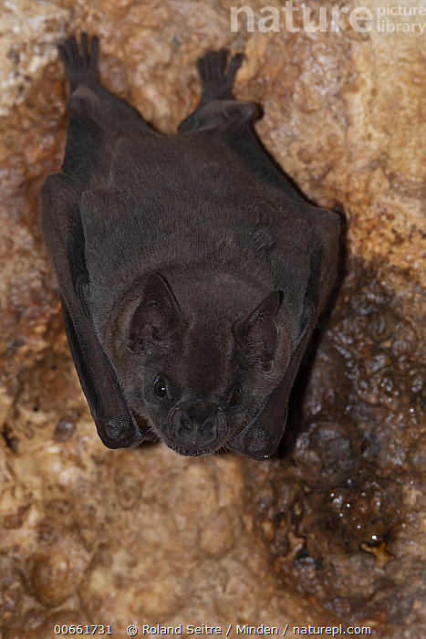 Stock photo of Jamaican Fruit-eating Bat (Artibeus jamaicensis), Puerto ...