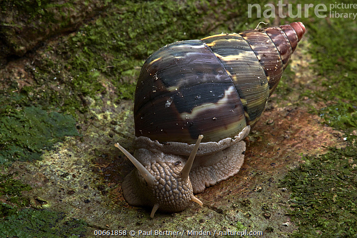 Stock photo of Snail, Manu National Park, Peru. Available for sale on ...