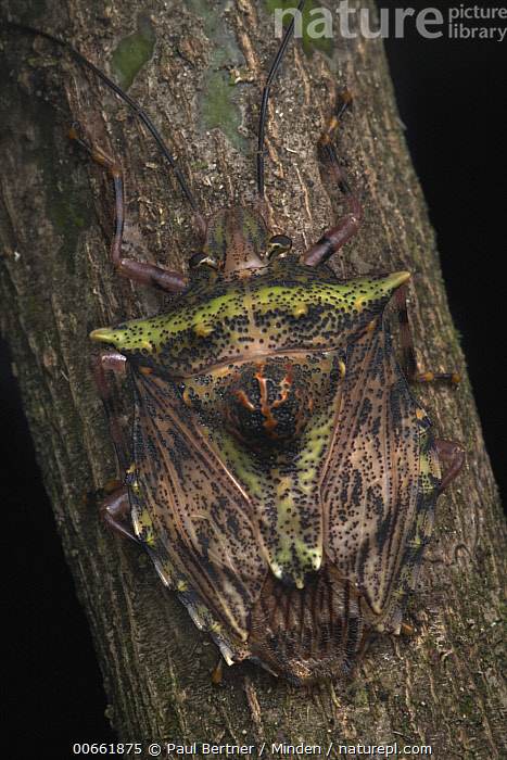Stock photo of Stink Bug (Pentatomidae) camouflaged on branch, Manu ...