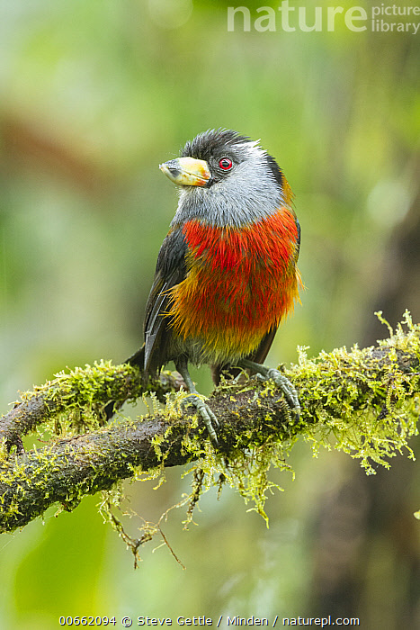 Stock photo of Toucan Barbet (Semnornis ramphastinus), Ecuador ...