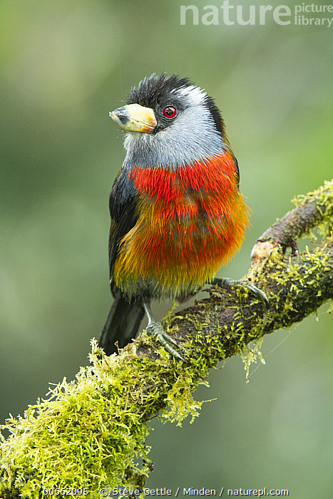 Stock photo of Toucan Barbet (Semnornis ramphastinus), Ecuador ...