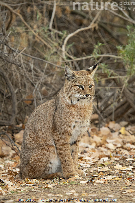Stock photo of Bobcat (Lynx rufus), Arizona. Available for sale on www ...