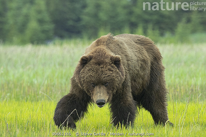 Stock photo of Grizzly Bear (Ursus arctos horribilis) in defensive ...