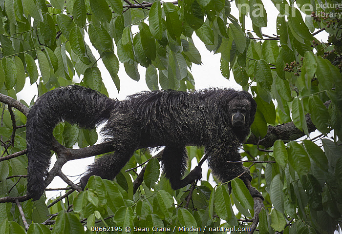Stock photo of Monk Saki (Pithecia monachus) in tree, Amazon, Peru ...