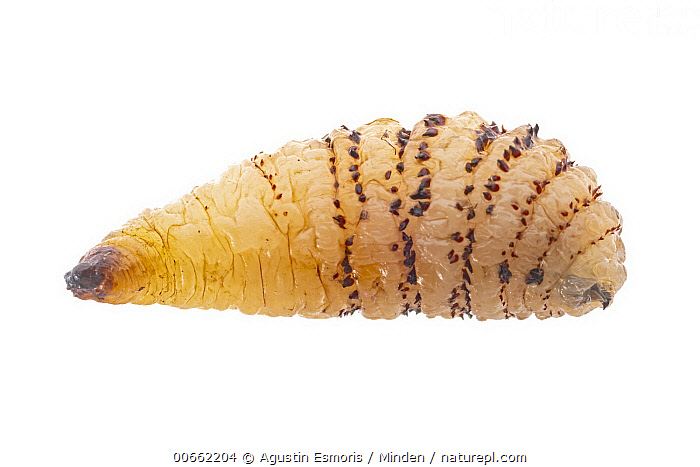 Dermatobia Hominis