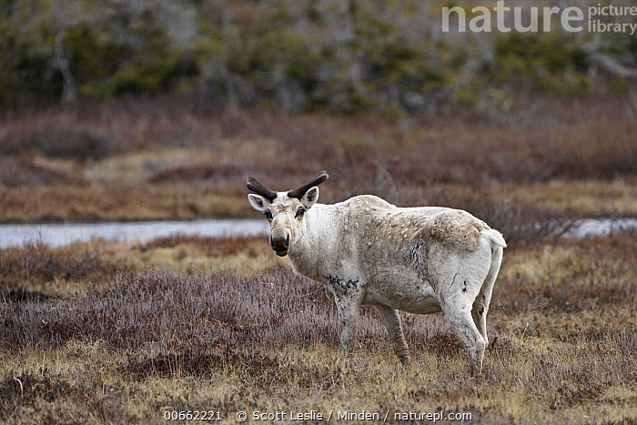 Stock photo of Caribou (Rangifer tarandus) male, Newfoundland and ...