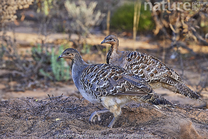 Stock photo of Malleefowl (Leipoa ocellata) pair at nest mound ...