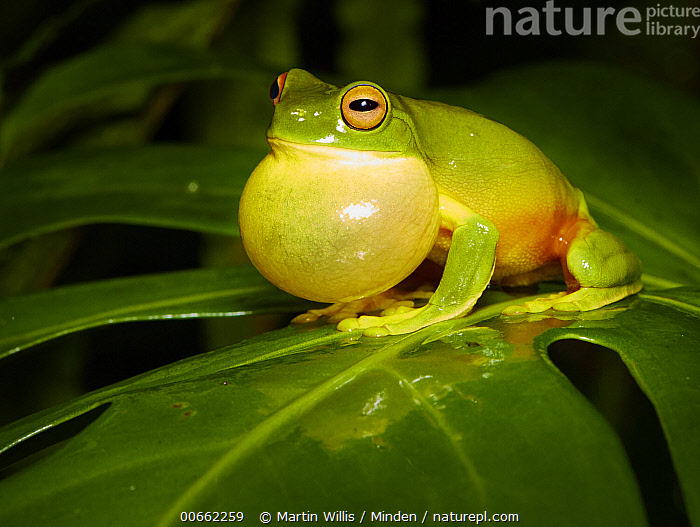 Stock photo of Orange-thighed Tree Frog (Litoria xanthomera) male ...