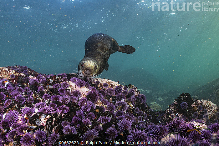 Stock photo of Sea Otter (Enhydra lutris) pup predating Purple Sea Urchin…. Available for sale ...