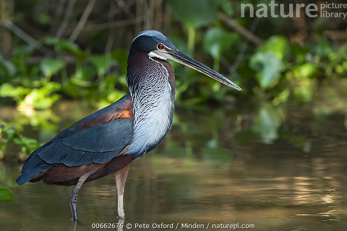 Stock photo of Agami Heron (Agamia agami), Pantanal, Brazil. Available ...