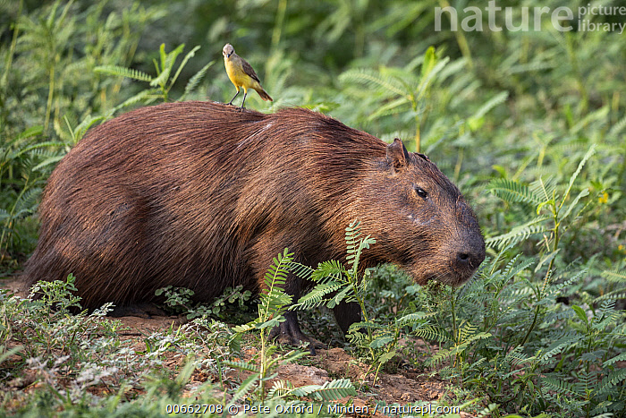 Stock photo of Capybara (Hydrochoerus hydrochaeris) feeding with Cattle ...