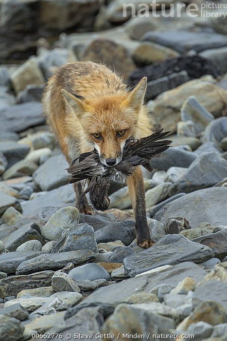 Stock photo of Red Fox (Vulpes vulpes) carrying bird prey, Newfoundland ...