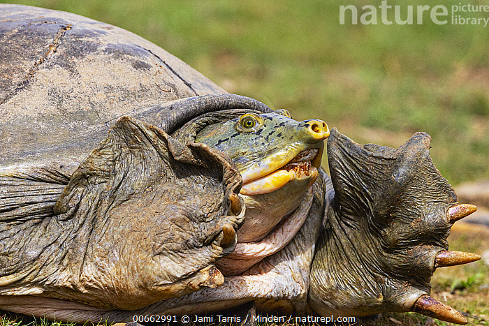 Stock photo of Burmese Flap-shelled Turtle (Lissemys punctata) showing ...