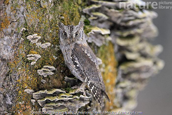 Stock photo of Common Scops-Owl (Otus scops) in winter, native to ...
