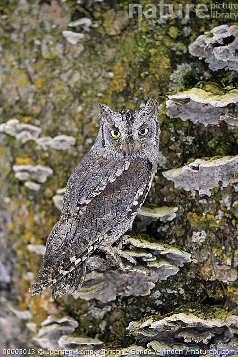 Stock photo of Common Scops-Owl (Otus scops) in winter, native to ...