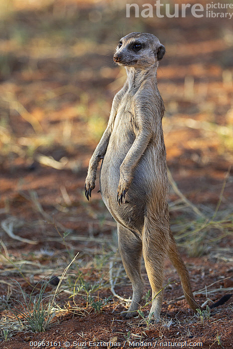 Stock photo of Meerkat (Suricata suricatta) pregnant female on alert ...