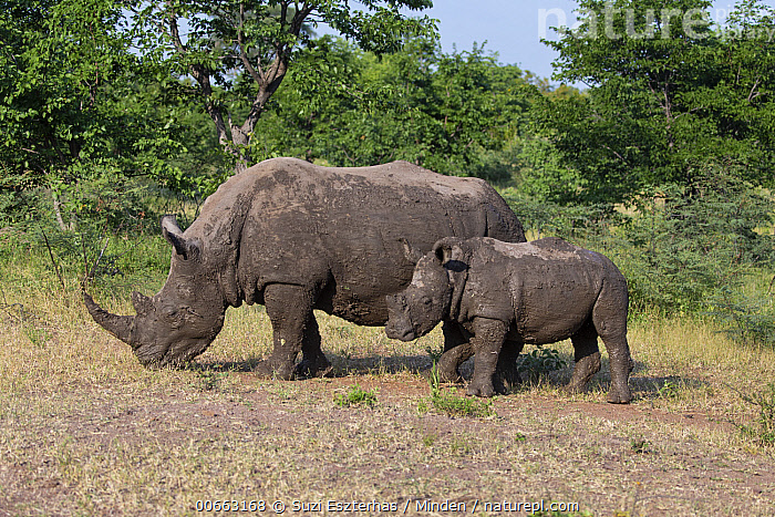 Stock photo of White Rhinoceros (Ceratotherium simum) mother and one ...