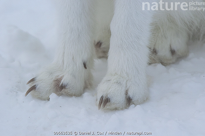 Stock photo of Arctic Fox (Alopex lagopus) feet, Hudson Bay, Churchill ...