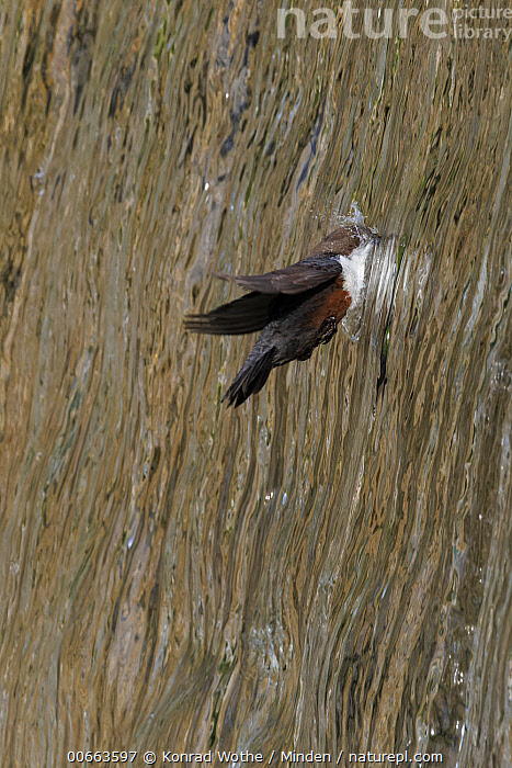 Stock photo of White-throated Dipper (Cinclus cinclus) flying through ...