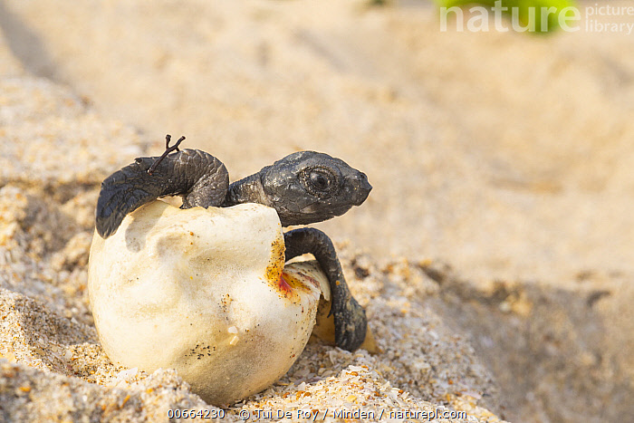 Stock photo of Kemp's Ridley Sea Turtle (Lepidochelys kempii) hatchling ...