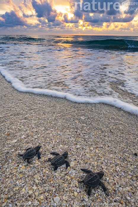 Stock photo of Kemp's Ridley Sea Turtle (Lepidochelys kempii ...