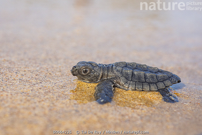 Stock photo of Kemp's Ridley Sea Turtle (Lepidochelys kempii) hatchling ...