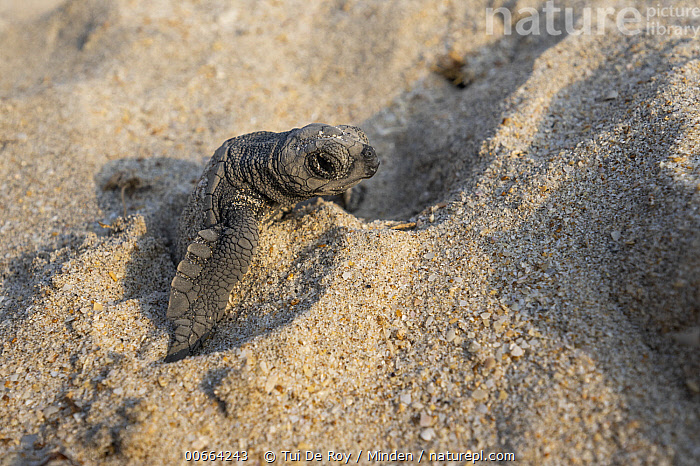 Stock photo of Kemp's Ridley Sea Turtle (Lepidochelys kempii) hatchling ...