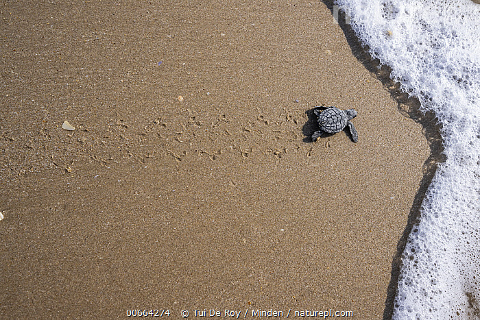 Stock photo of Kemp's Ridley Sea Turtle (Lepidochelys kempii) hatchling ...
