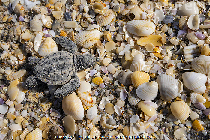 Stock photo of Kemp's Ridley Sea Turtle (Lepidochelys kempii) hatchling ...