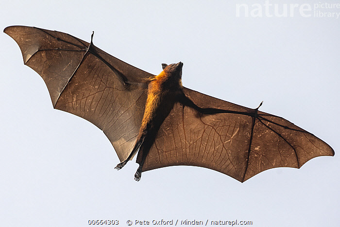 Stock photo of Indian Flying Fox (Pteropus giganteus) flying ...