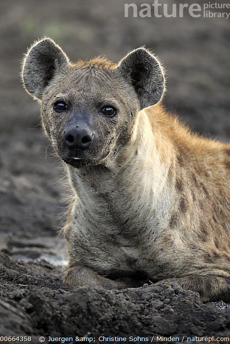 Stock photo of Spotted Hyena (Crocuta crocuta), Sabi-sands Game Reserve ...