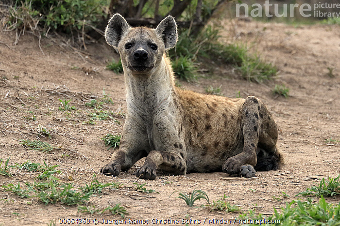 Stock photo of Spotted Hyena (Crocuta crocuta), Sabi-sands Game Reserve ...
