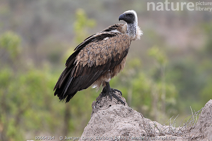 Stock photo of White-backed Vulture (Gyps africanus), Sabi-sands Game ...
